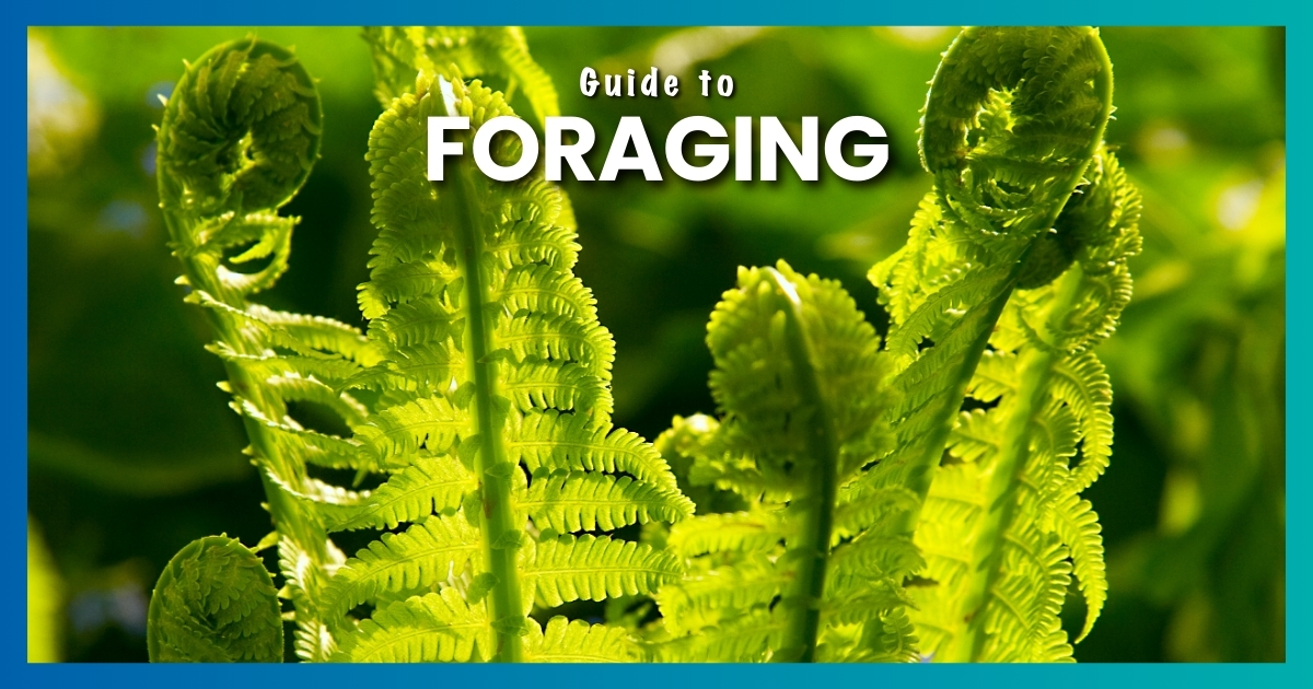 Guide to Foraging